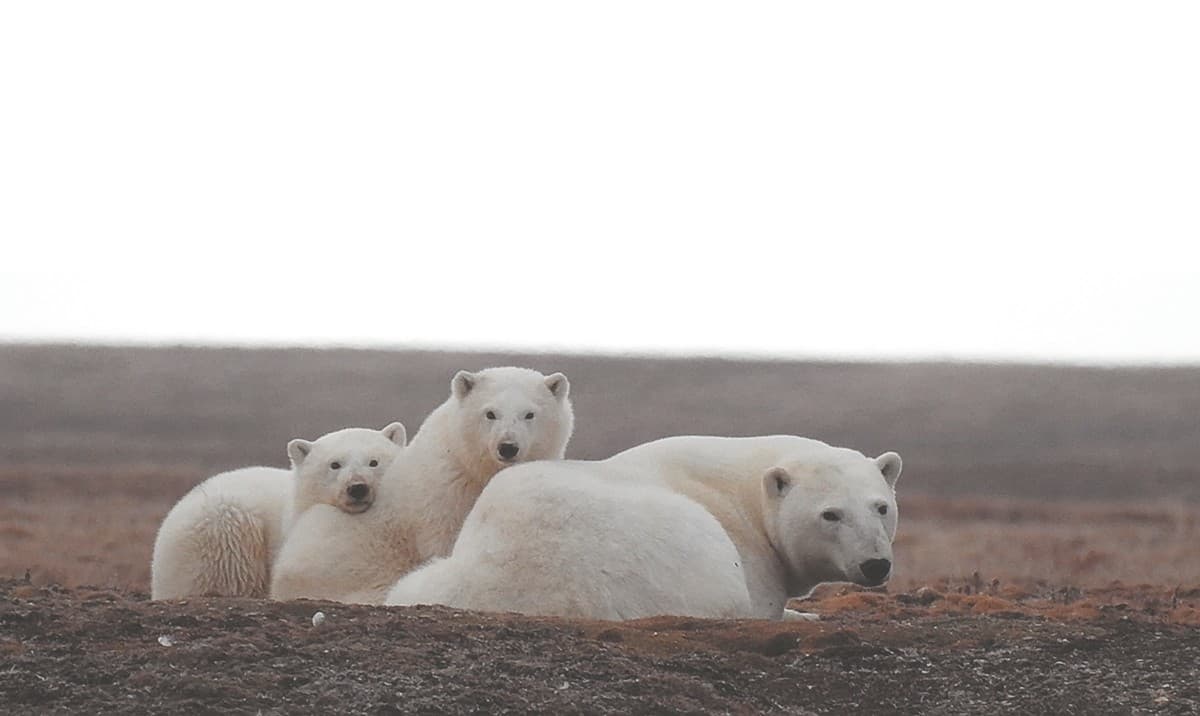 Combining scientific and Indigenous knowledge to conserve polar bears ...