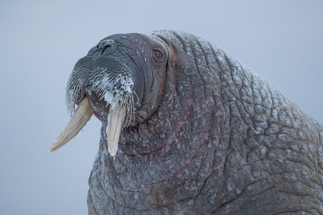 Monitoring walrus from space to understand their plight - WWF Arctic