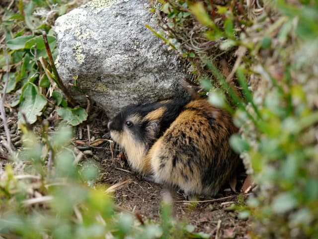 Lessons from lemmings: Ecosystem disruptions can have cascading effects ...