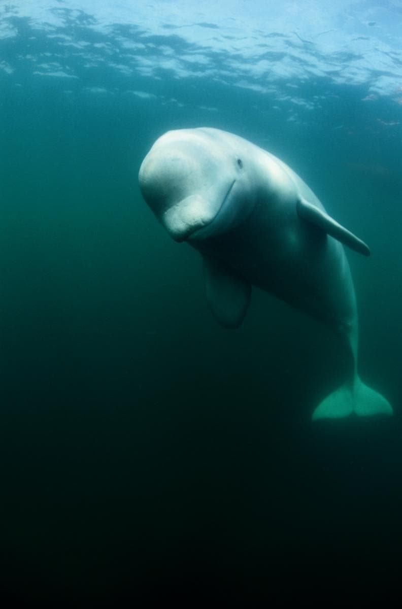 Beluga whale | Behaviours - WWF Arctic