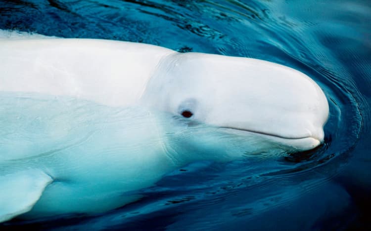 How are beluga whales responding to Arctic sea ice loss? - WWF Arctic