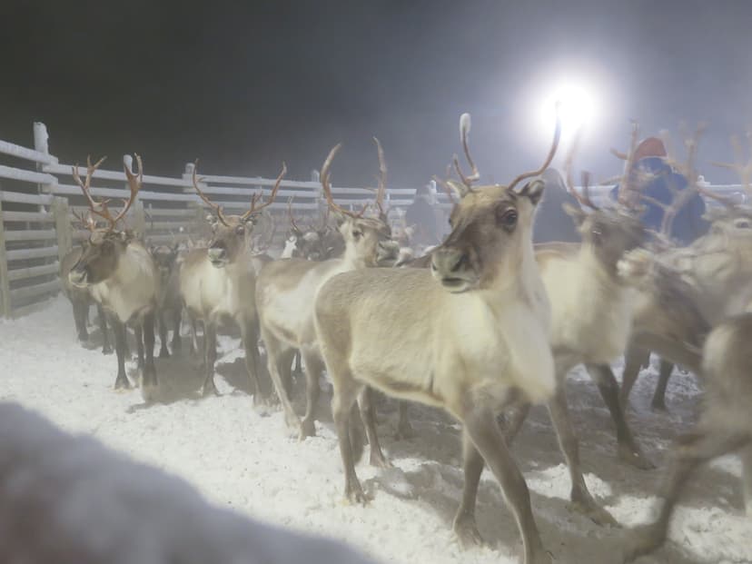 Is climate change threatening the Saami way of life? - WWF Arctic