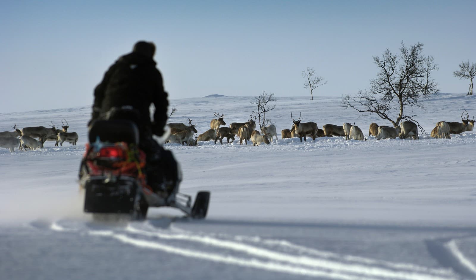 Is climate change threatening the Saami way of life? - WWF Arctic