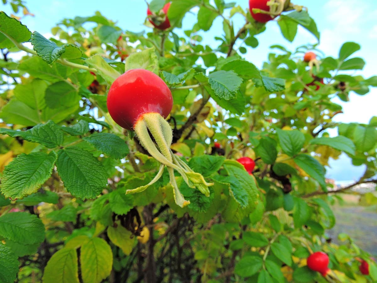 Putting the freeze on invasive alien species - WWF Arctic