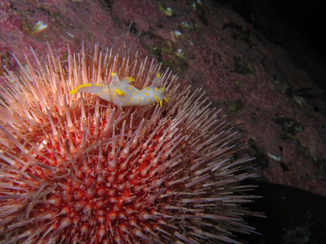 Putting the freeze on invasive alien species - WWF Arctic