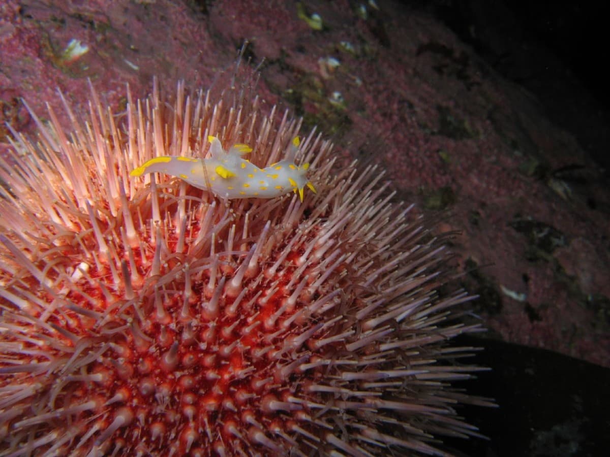 Putting the freeze on invasive alien species - WWF Arctic