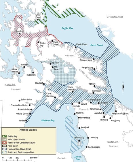 The global view of walruses - WWF Arctic