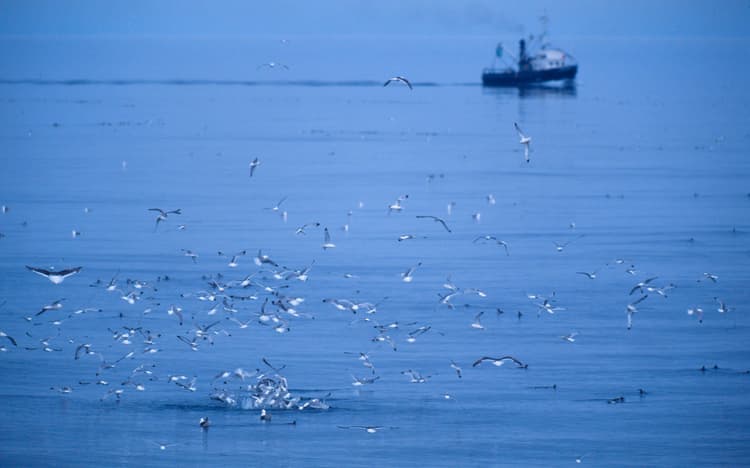 Biodiversity and nature - WWF Arctic