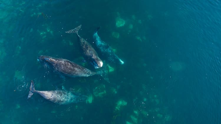 Bowhead whale | Habitat and migration - WWF Arctic