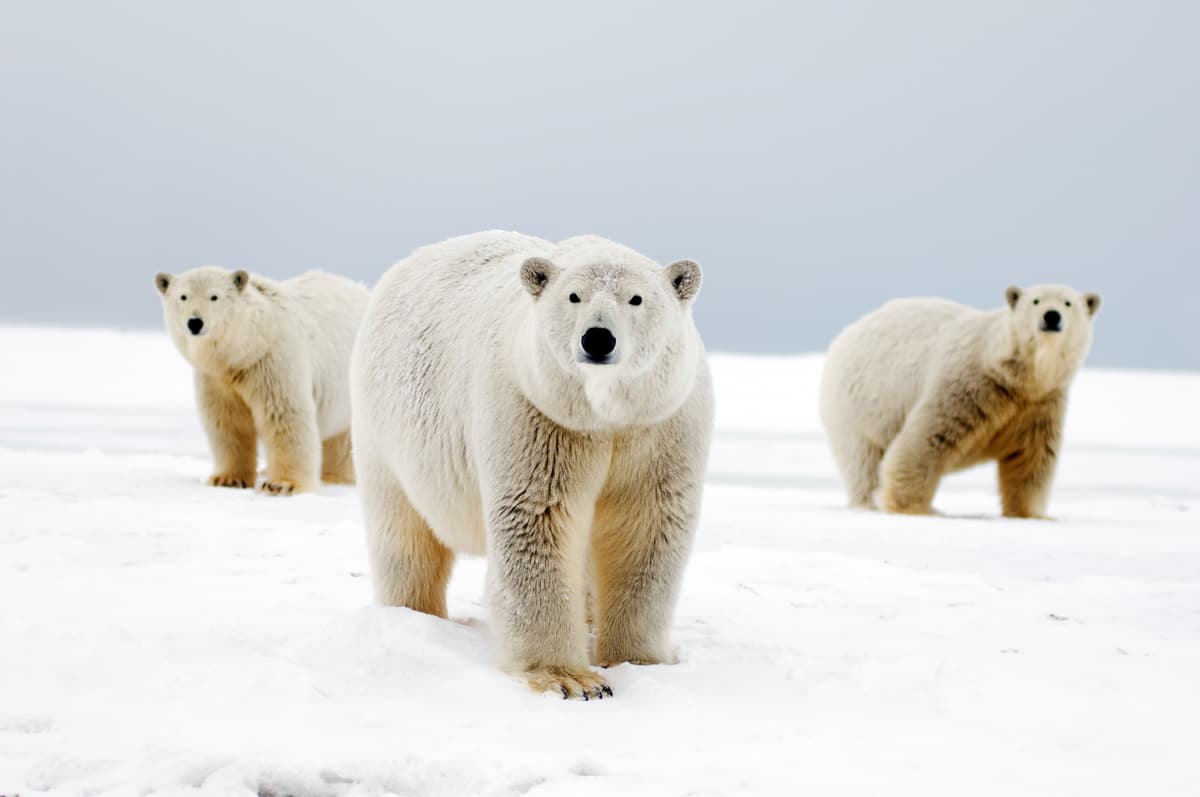 Stepping up cooperation and climate action to protect polar bears - WWF ...