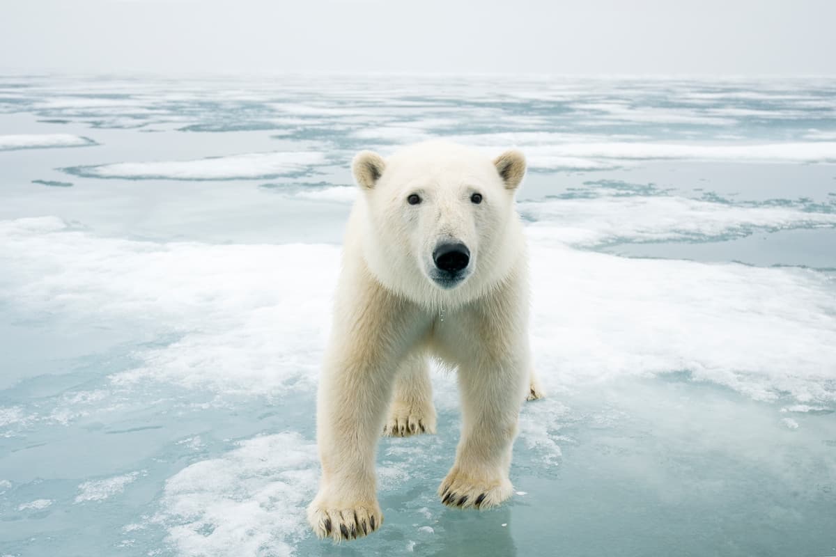 Polar bear | Habitat - WWF Arctic