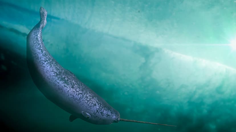 Narwhal | Habitat and migration - WWF Arctic