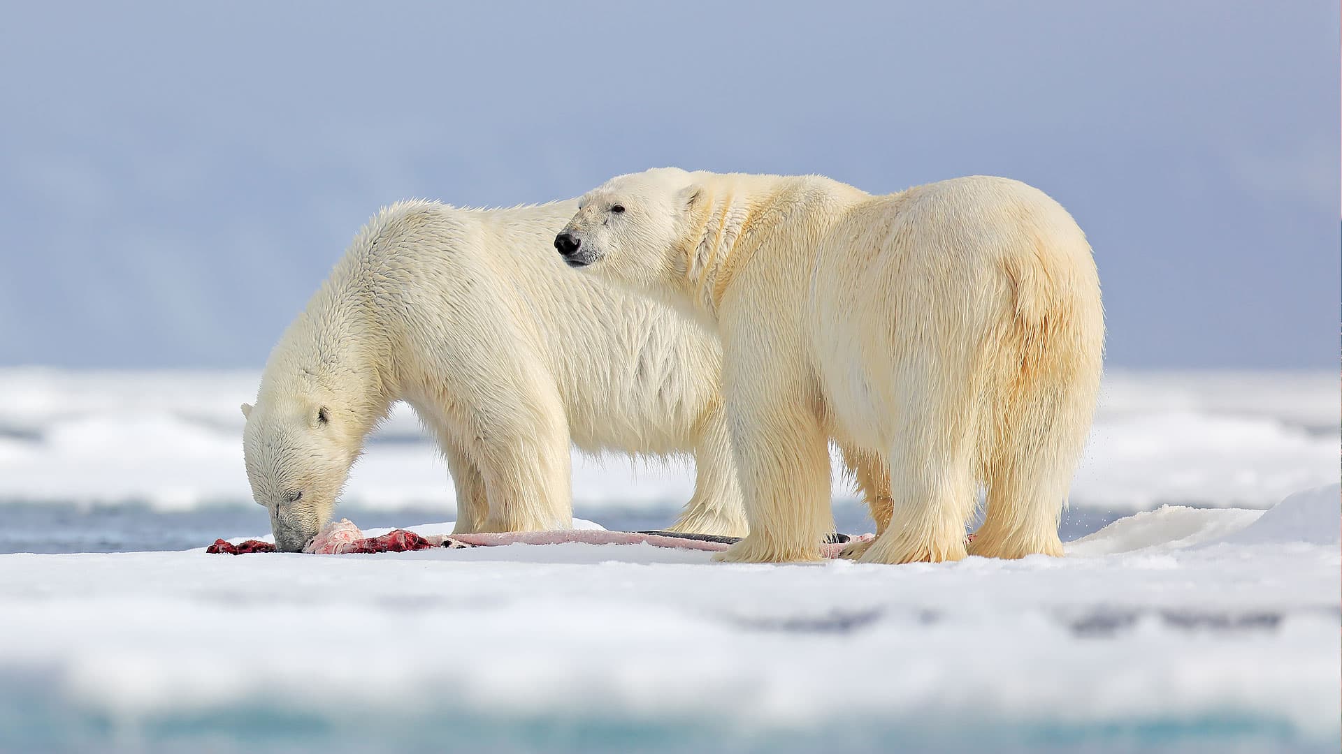 Polar bear - WWF Arctic