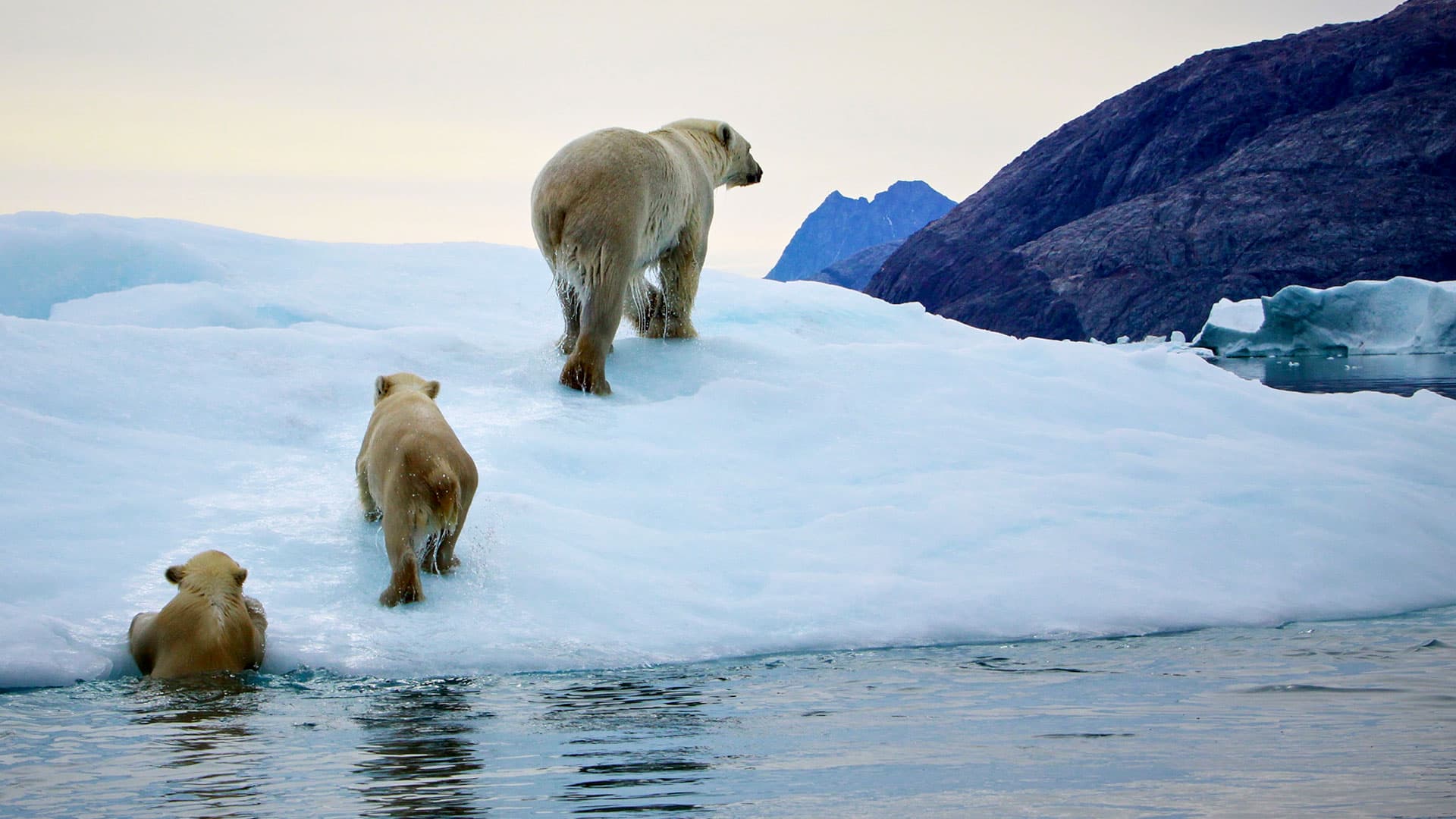 Polar bear - WWF Arctic