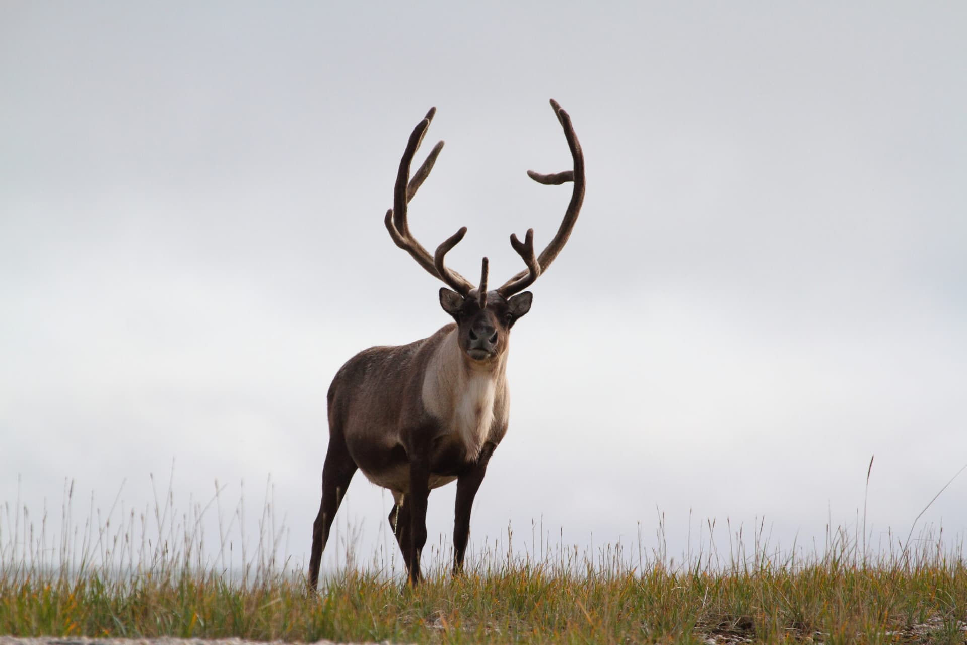 Reindeer and caribou - WWF Arctic