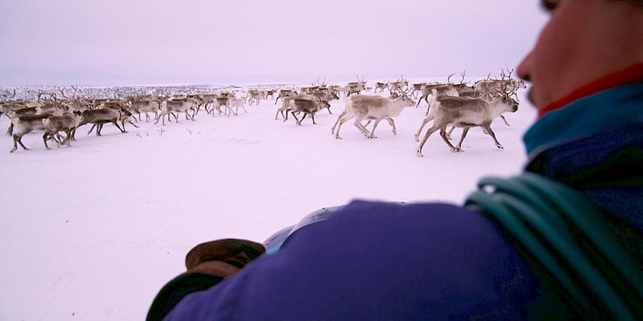 Reindeer and caribou - WWF Arctic