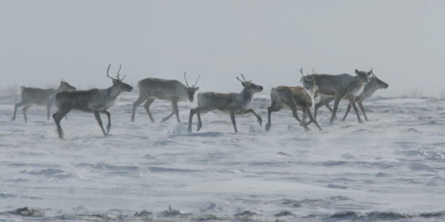 Reindeer and caribou - WWF Arctic