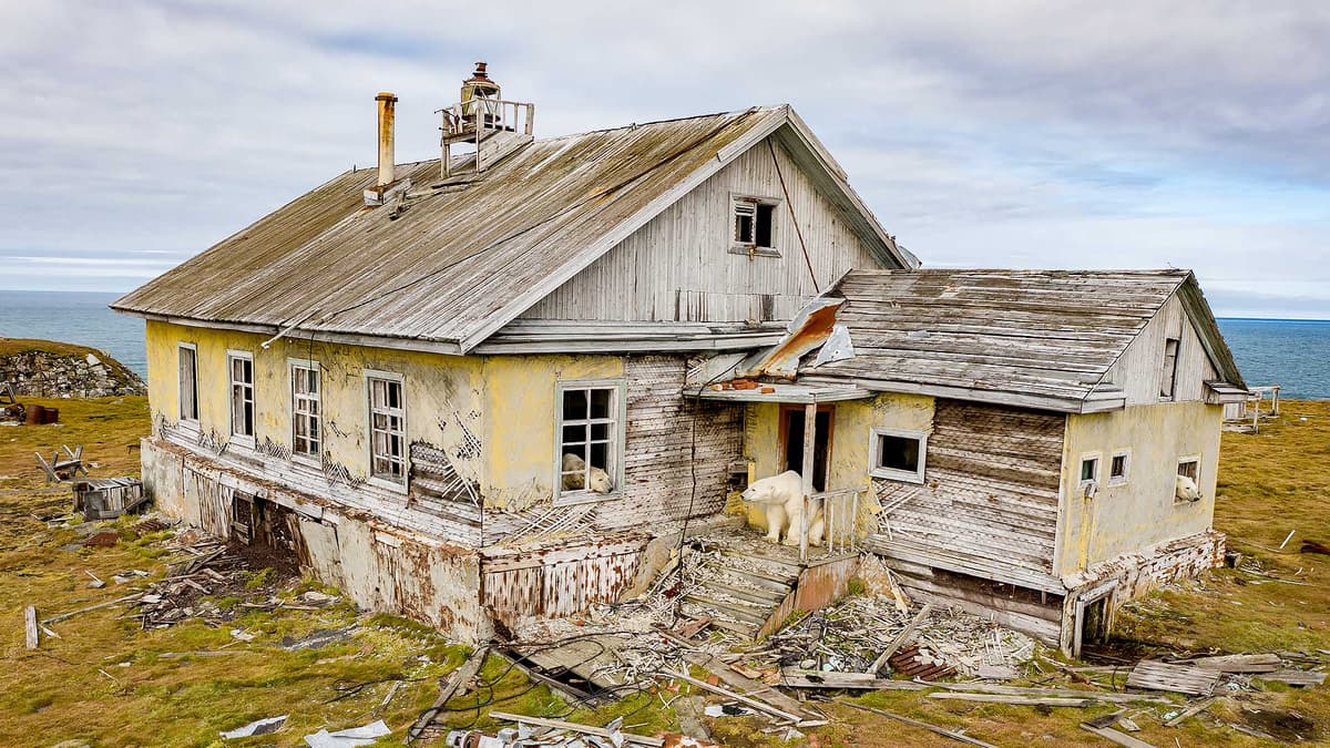 Polar bear | Habitat - WWF Arctic