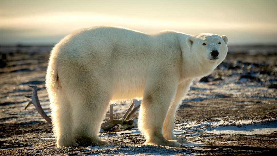 Polar bear | Habitat - WWF Arctic