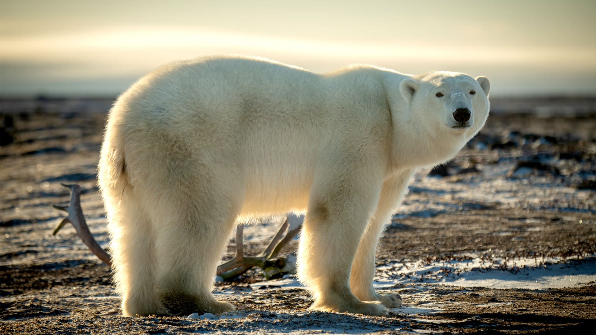 Polar bear | Habitat - WWF Arctic