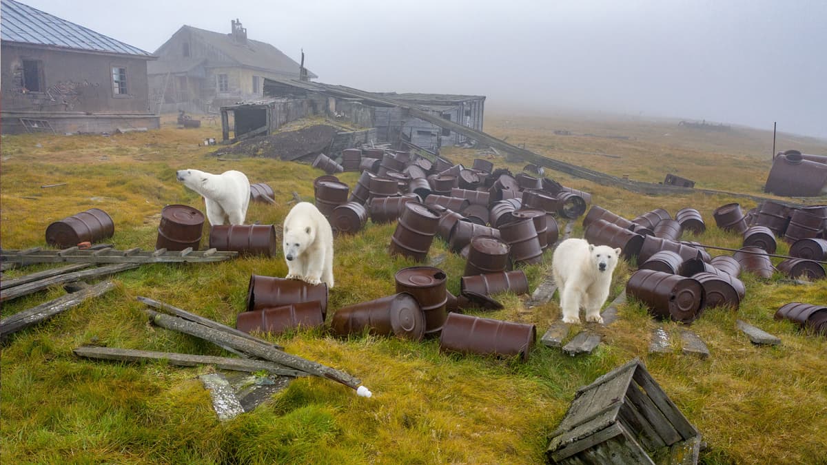 Polar bear | Habitat - WWF Arctic