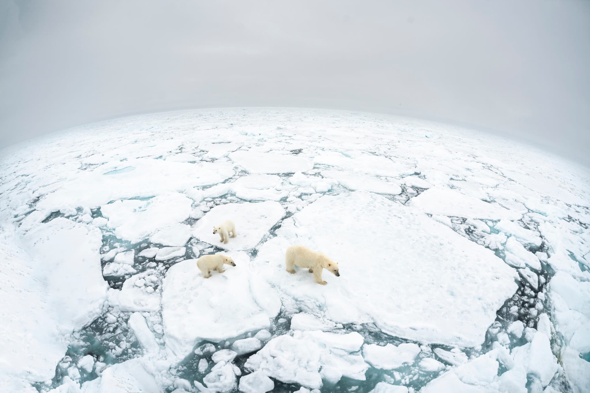 50 years of multilateral polar bear conservation: what’s to celebrate ...