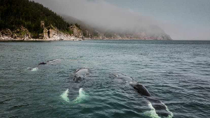 Bowhead whale - WWF Arctic