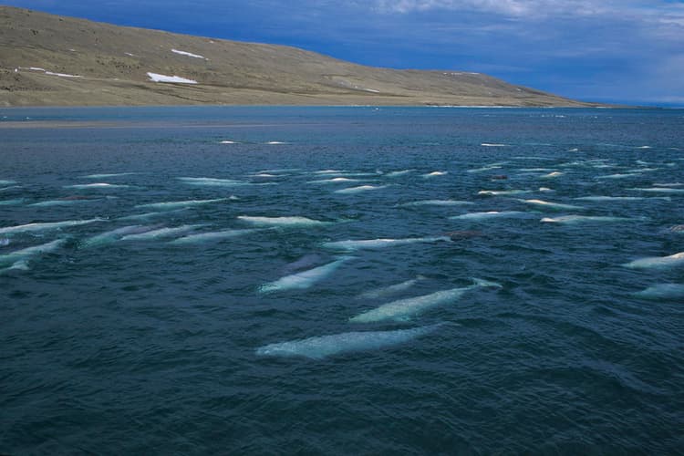 Beluga whale | Behaviours - WWF Arctic