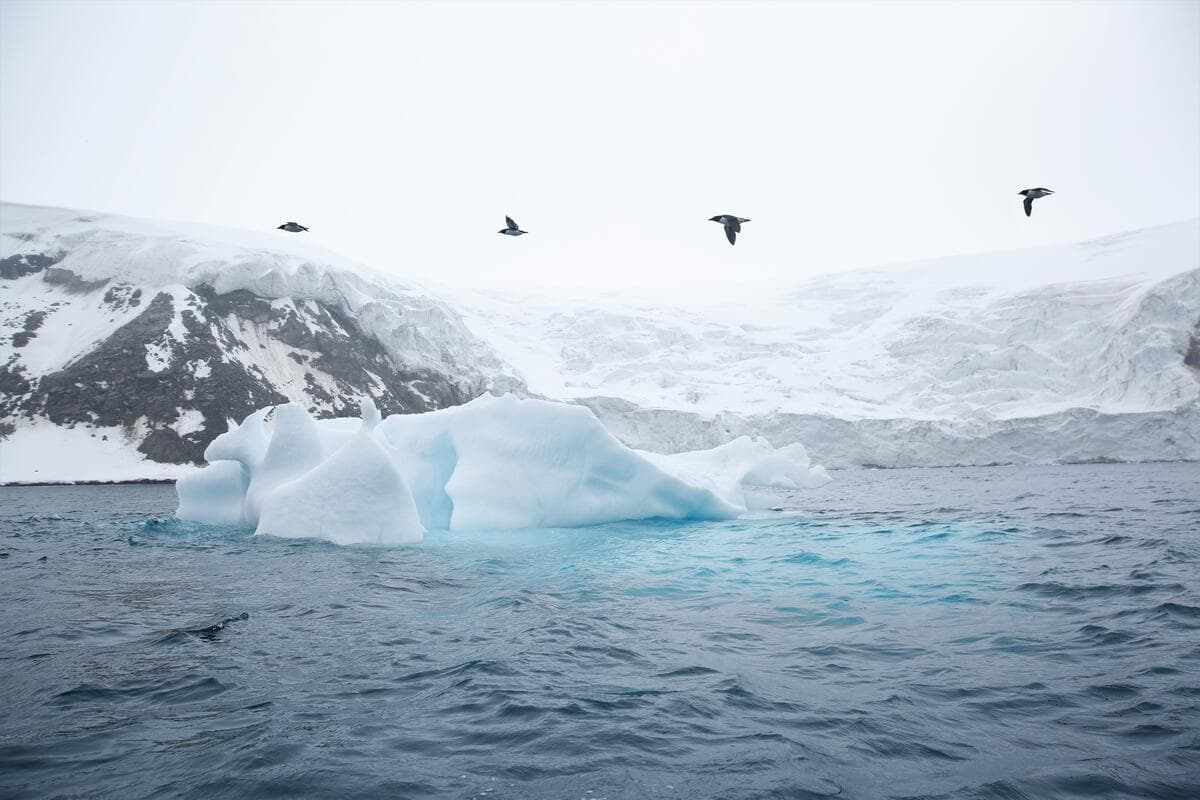 The ice crisis: Protecting Arctic Sea ice to save our planet - WWF Arctic