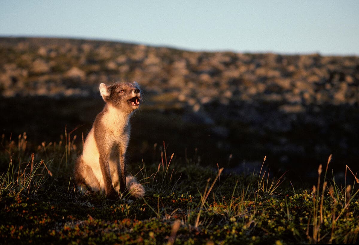 Critically endangered Arctic fox breeds successfully in Finland - WWF Arctic