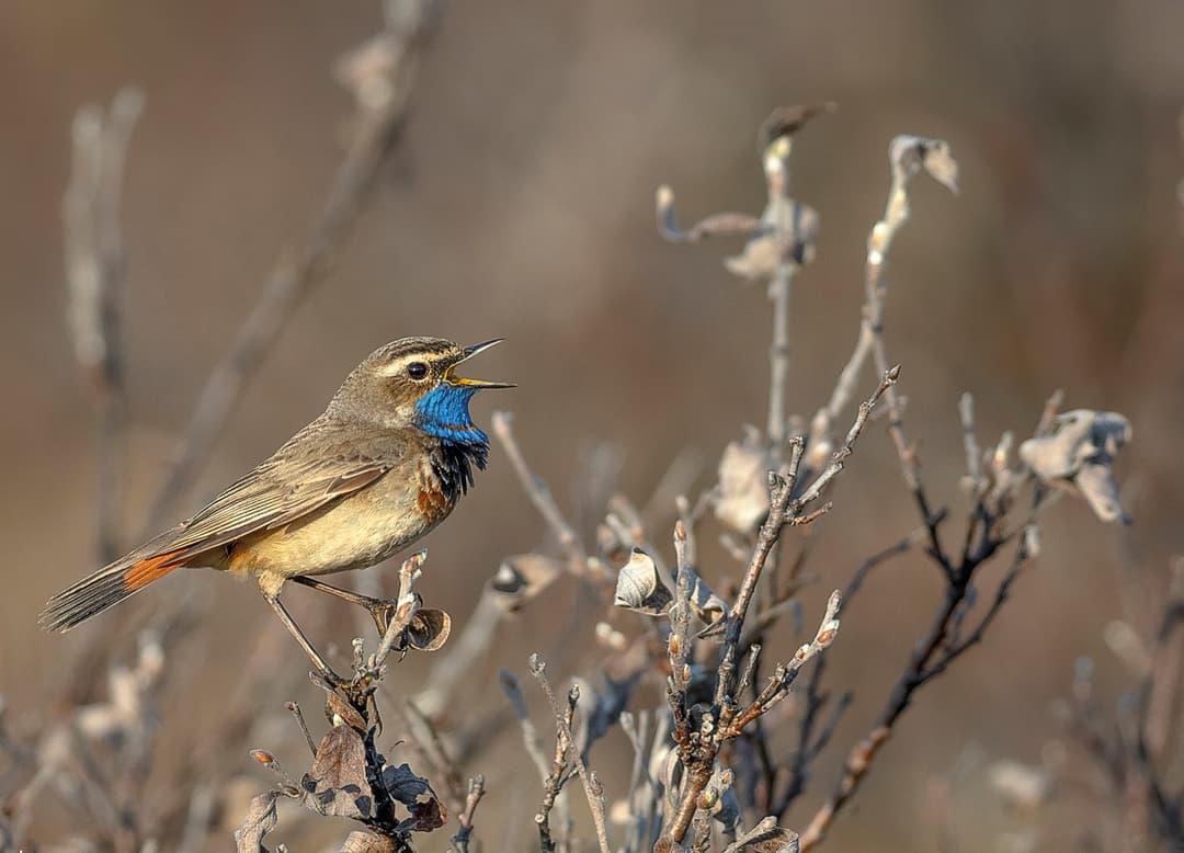 Working together to protect migration routes, breeding sites and ...