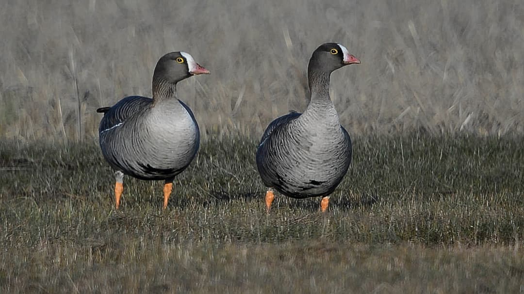 This critically endangered Nordic goose is making a recovery - WWF Arctic