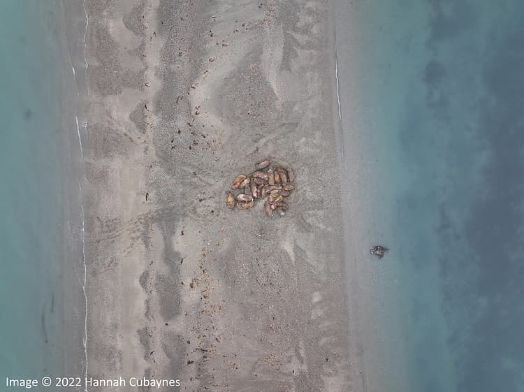 Counting walrus from land, air and space - WWF Arctic