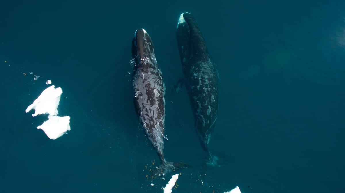 Bowhead whale - WWF Arctic