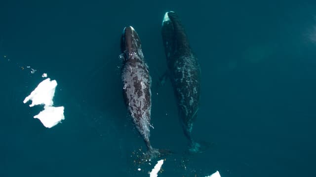 Bowhead whale - WWF Arctic