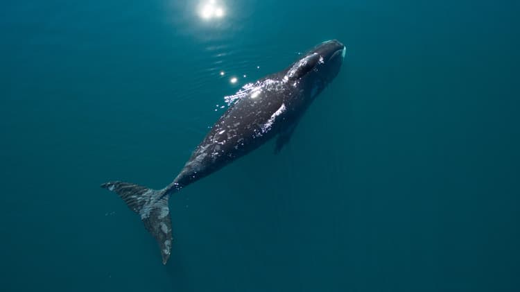 Bowhead whale | Habitat and migration - WWF Arctic