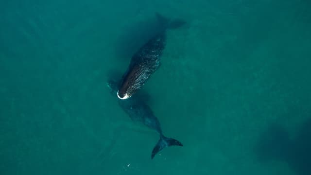 Bowhead whale - WWF Arctic