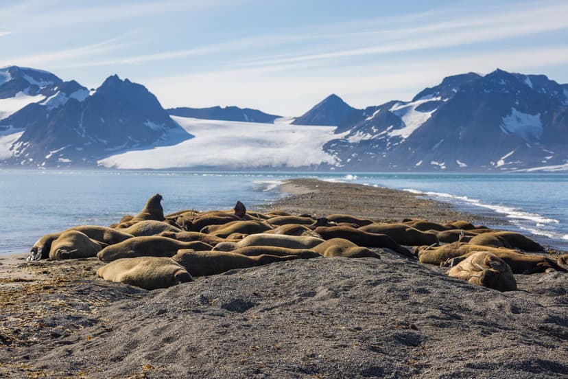 Walrus - WWF Arctic