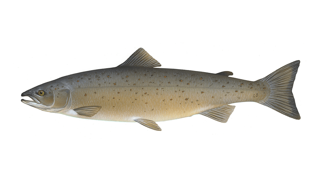 Melting sea ice is acidifying the Arctic Ocean - WWF Arctic