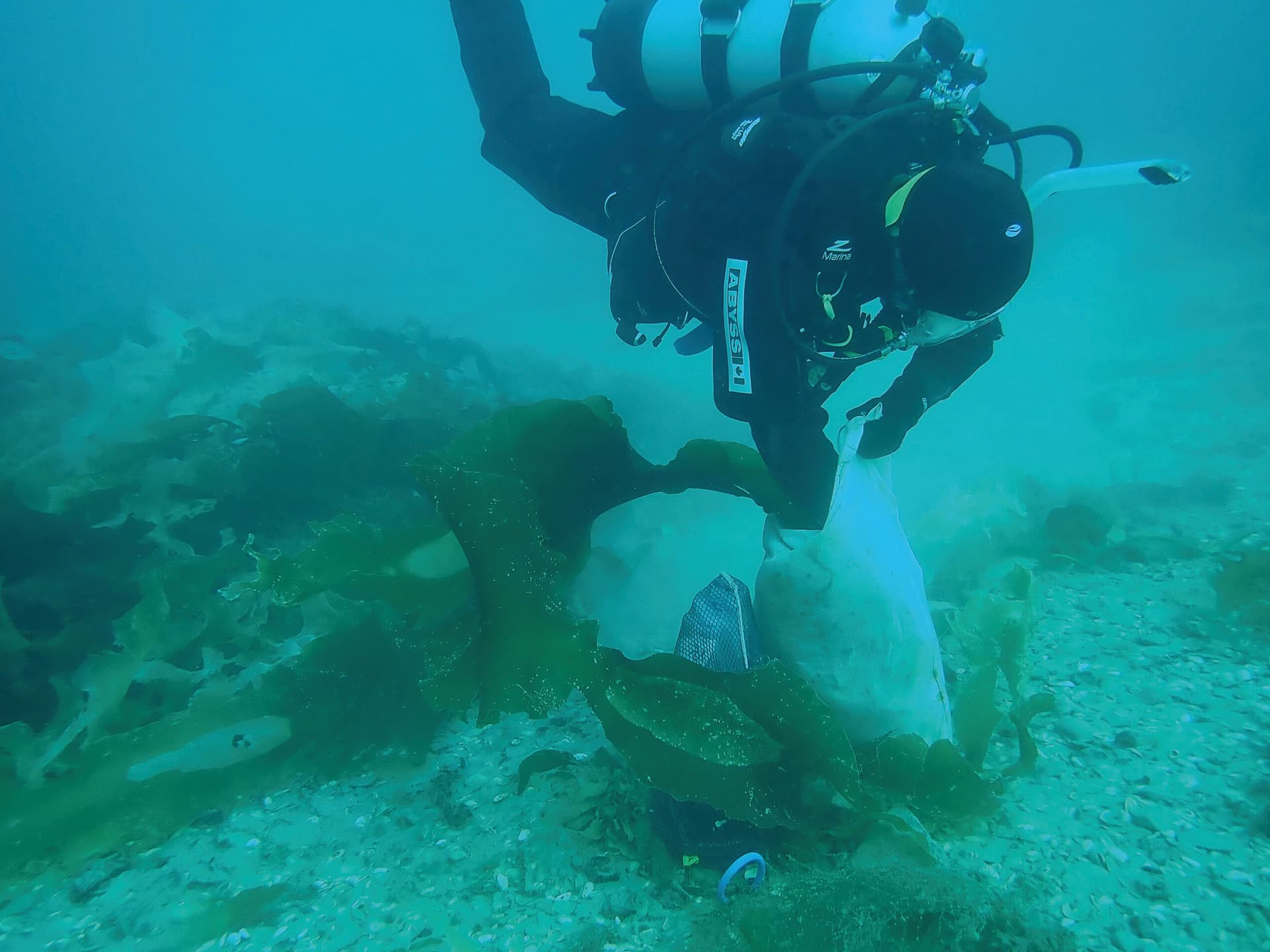Diving into Arctic seaweed - WWF Arctic