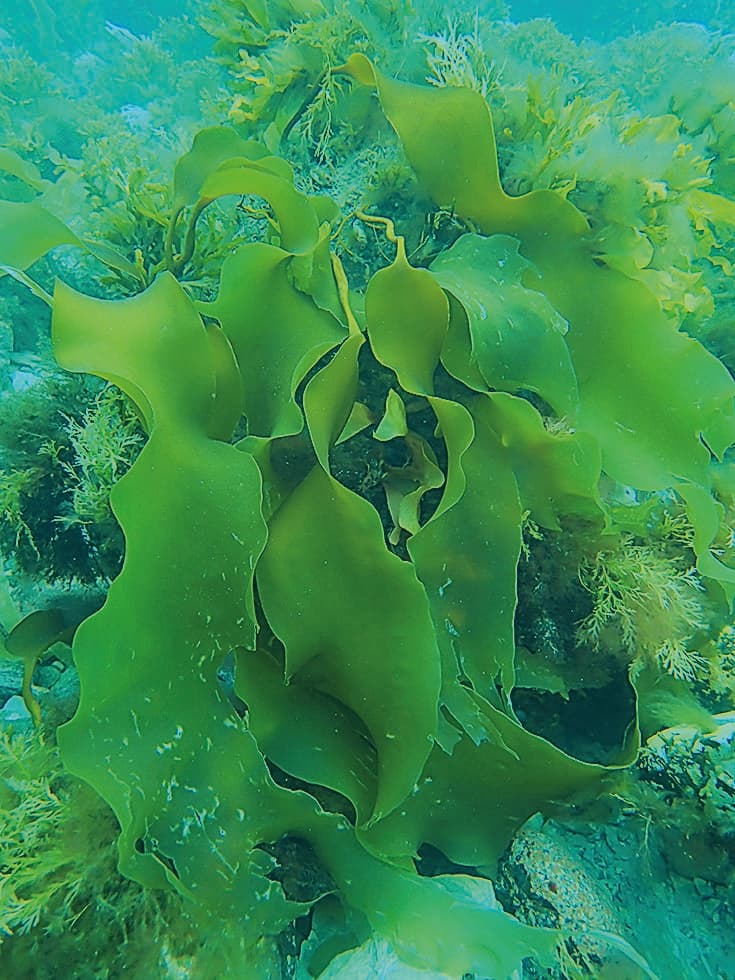 Diving into Arctic seaweed - WWF Arctic