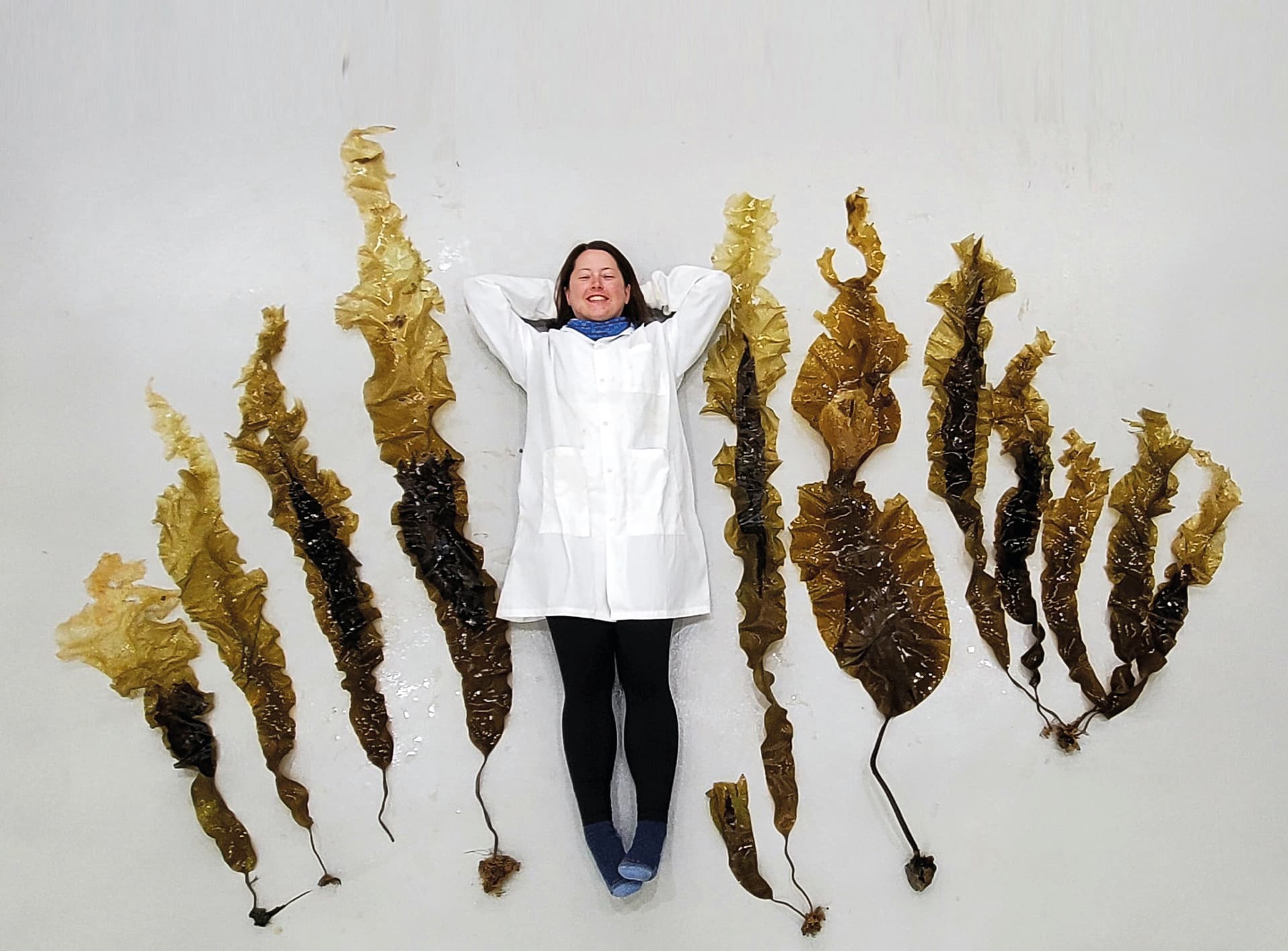 Diving into Arctic seaweed - WWF Arctic