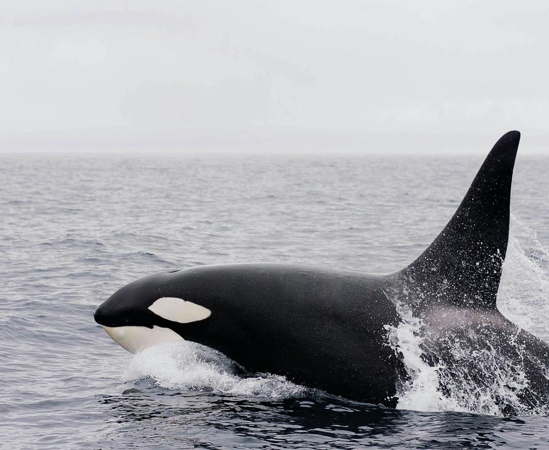 Shrinking sea ice may mean new opportunities for killer whales in the ...
