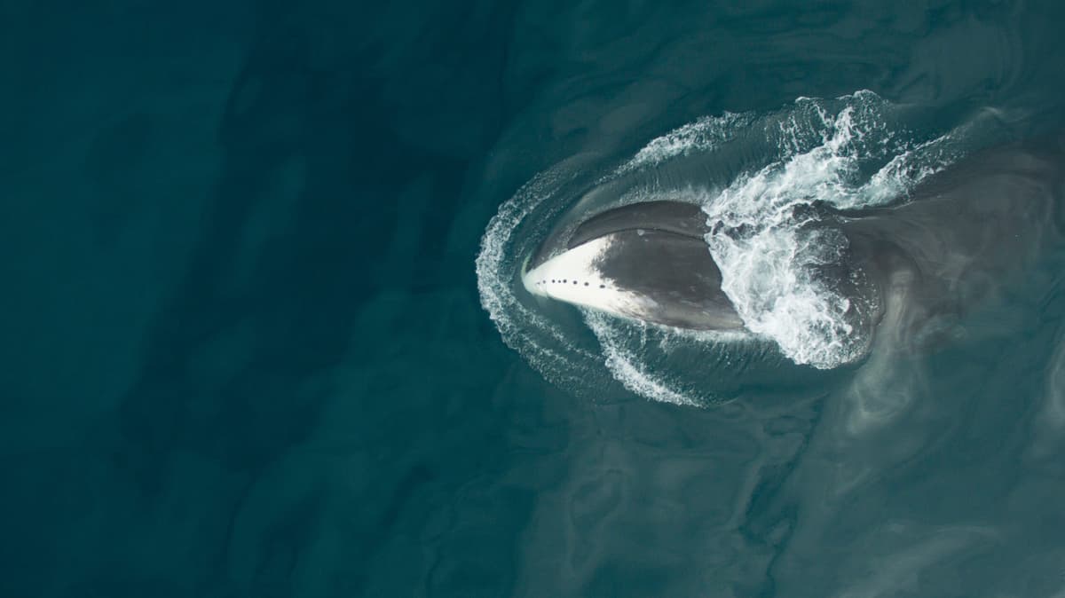 Beluga whale | Habitat and migration - WWF Arctic