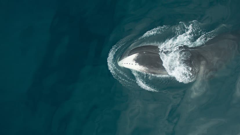 Narwhal - WWF Arctic