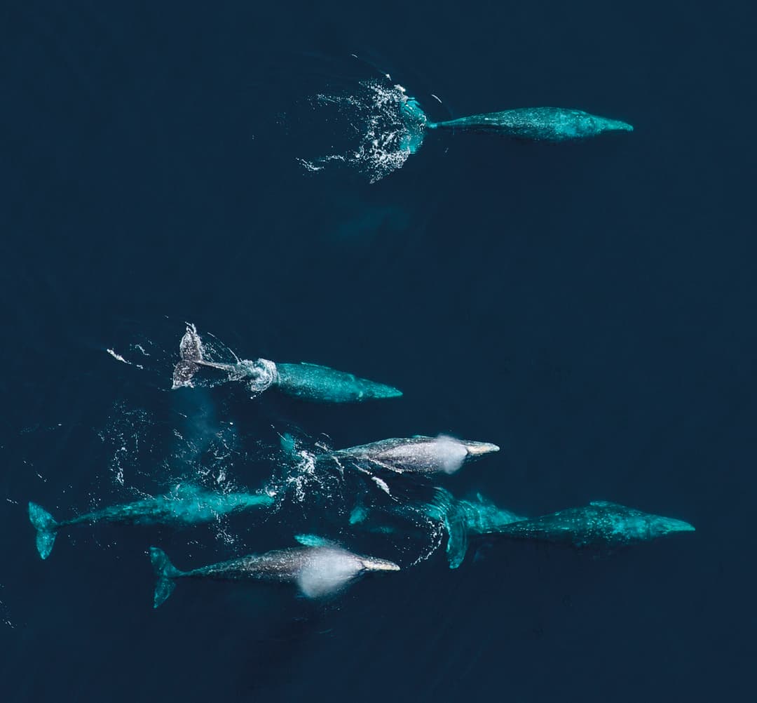 Giving whales the right of way over ships - WWF Arctic