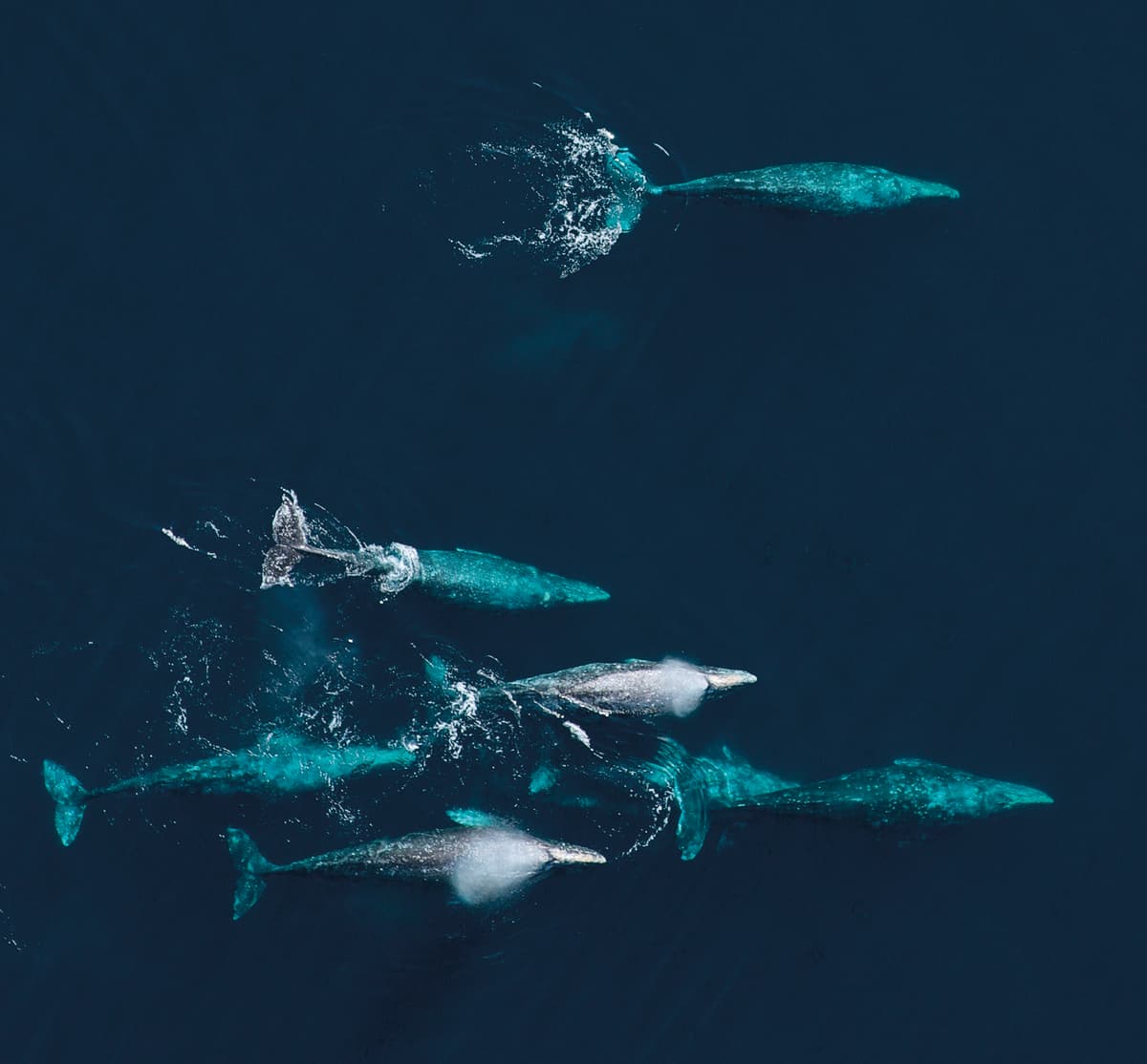 Narwhal - WWF Arctic