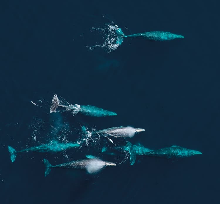 Giving whales the right of way over ships - WWF Arctic