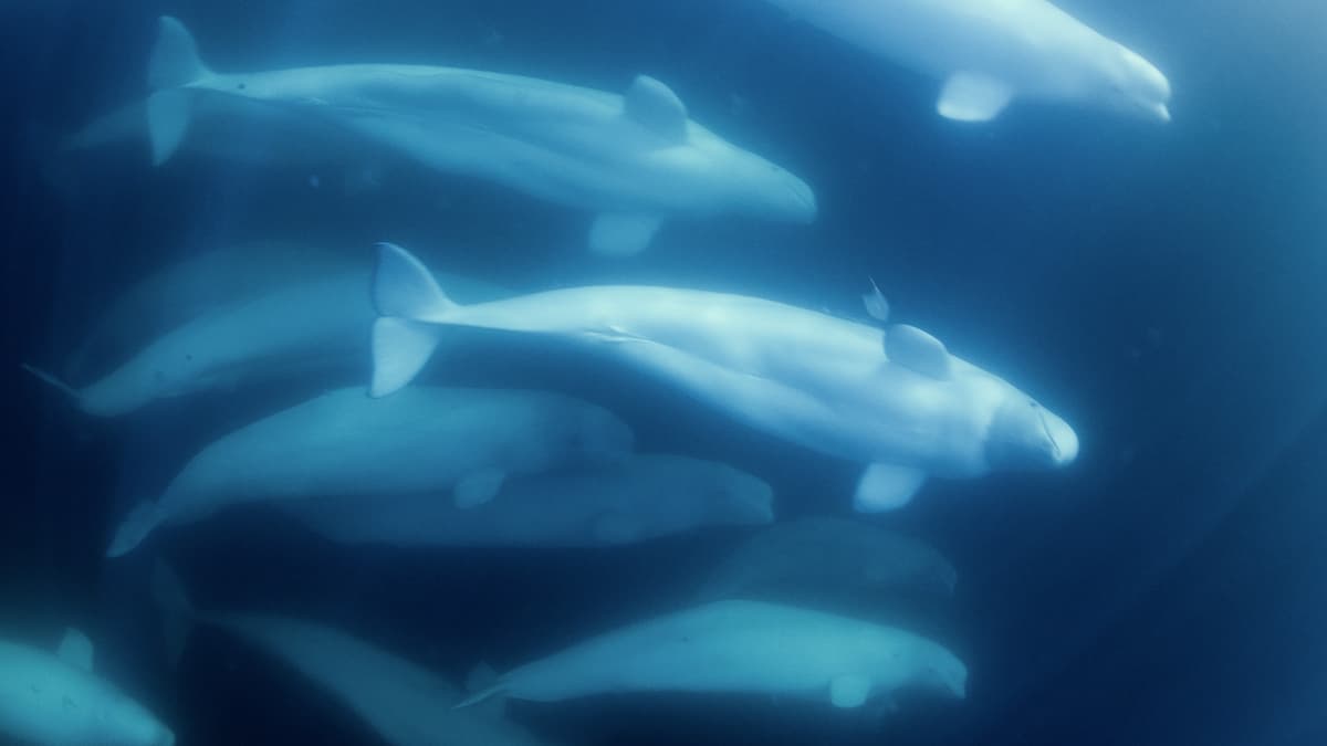 Arctic blue corridors - WWF Arctic