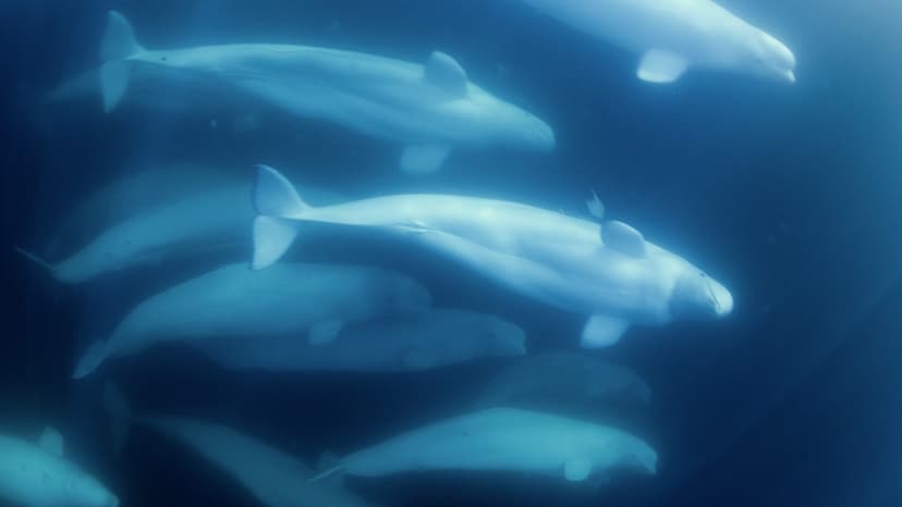 Narwhal - WWF Arctic